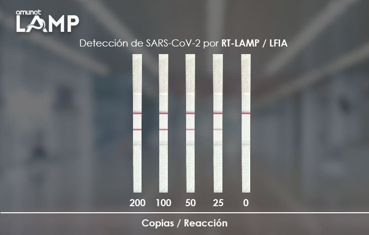 PCR Rápida RT-LAMP - Amunet Laboratorio